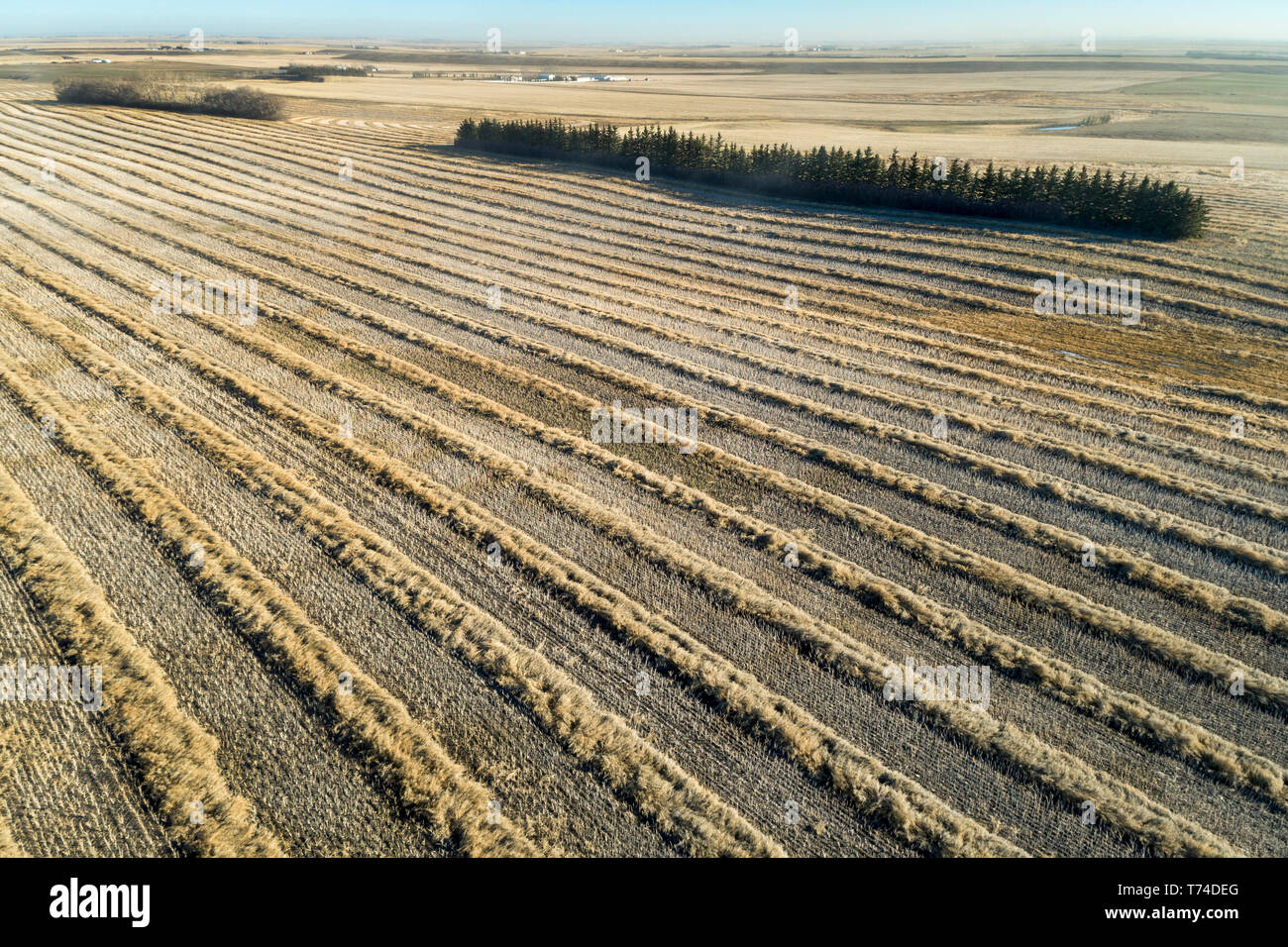 Harvest lines in cut field hi-res stock photography and images - Alamy