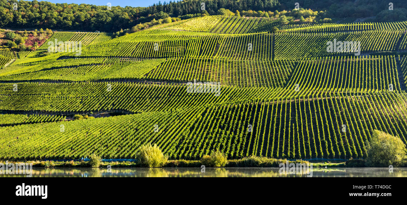 Sloping hillside covered in rows of grapevines contouring the slopes ...