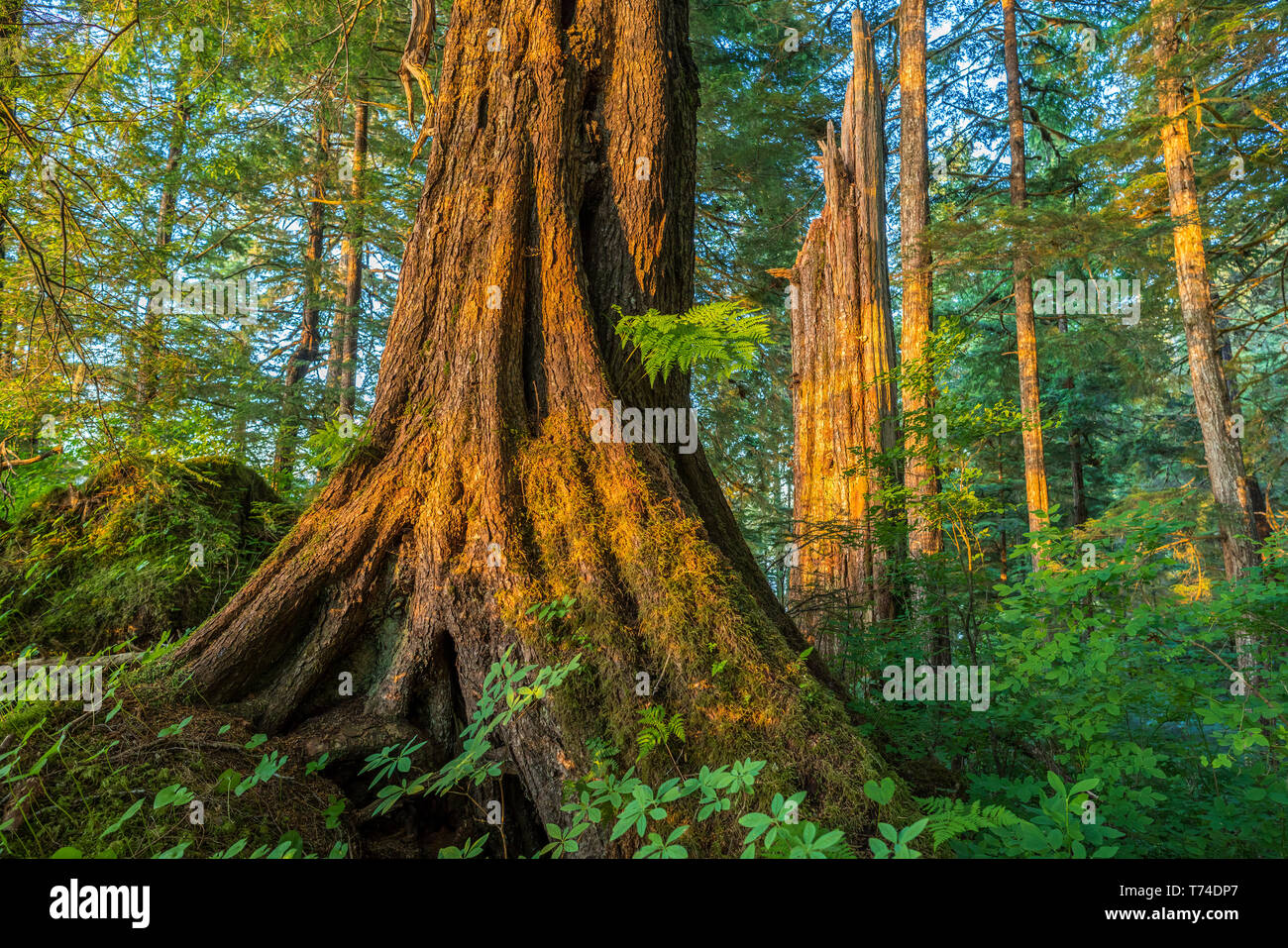Old growth forest with Sitka spruce (Picea sitchensis) and hemlock ...