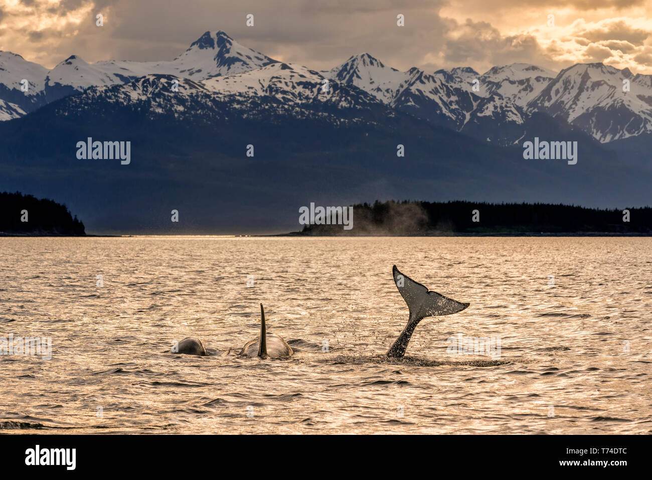 Killer whales (Orcinus orca), also known as Orca, swimming at dusk in ...