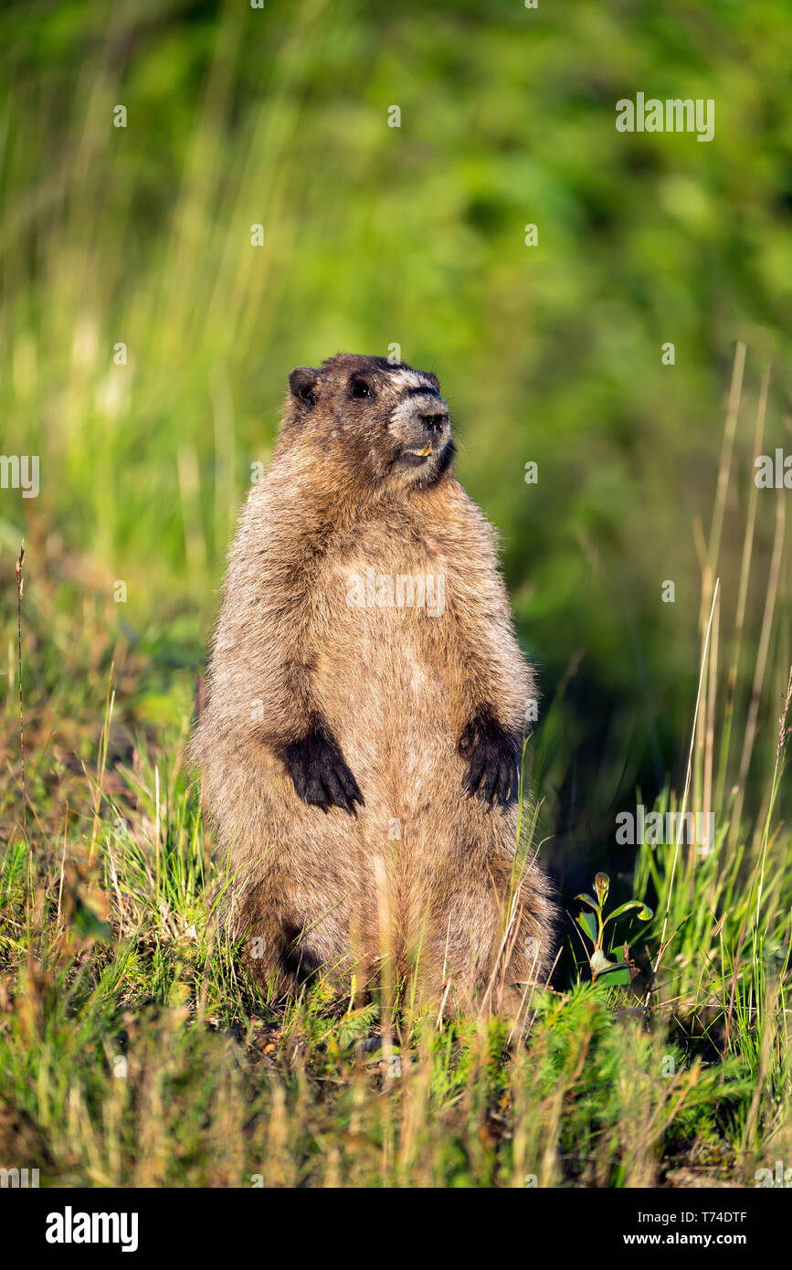 Marmot, gets some sunshine after weeks of rain, Tongass National Forest ...