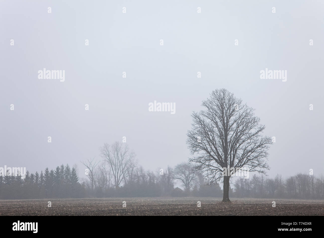 Barren tree hi-res stock photography and images - Alamy
