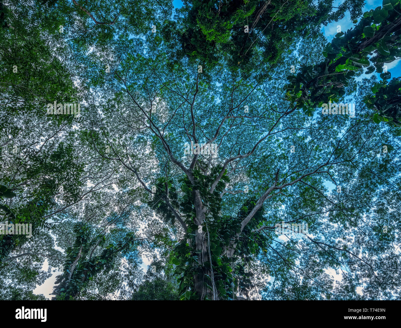 Looking up into the canopy of trees in the lush rainforests of Oahu ...