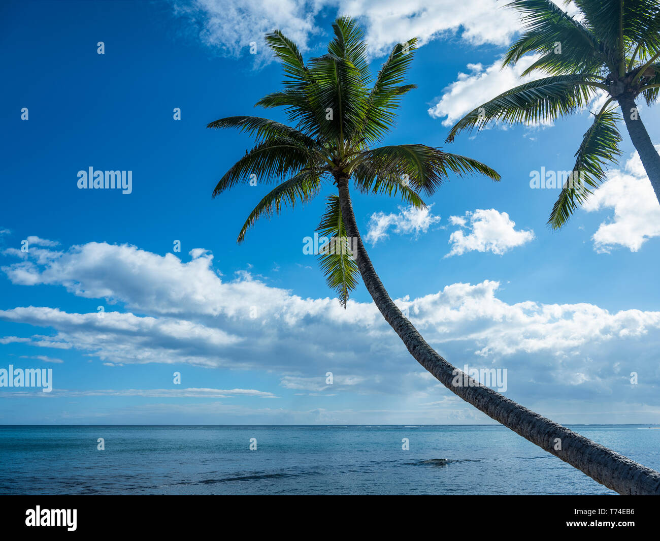Hawaii oahu palm trees blue sky hi-res stock photography and images - Alamy