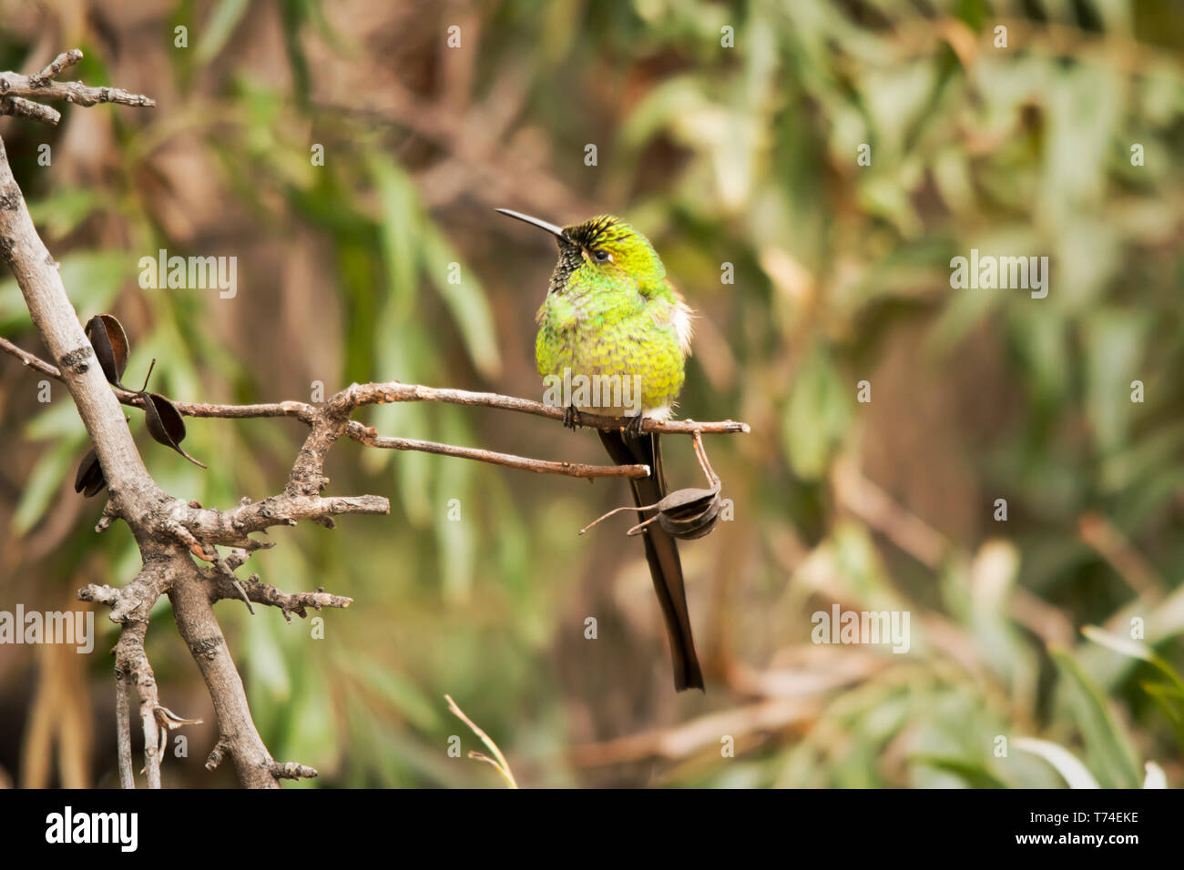 Red-tailed comet (Sappho sparganurus), a yellow hummingbird with long ...