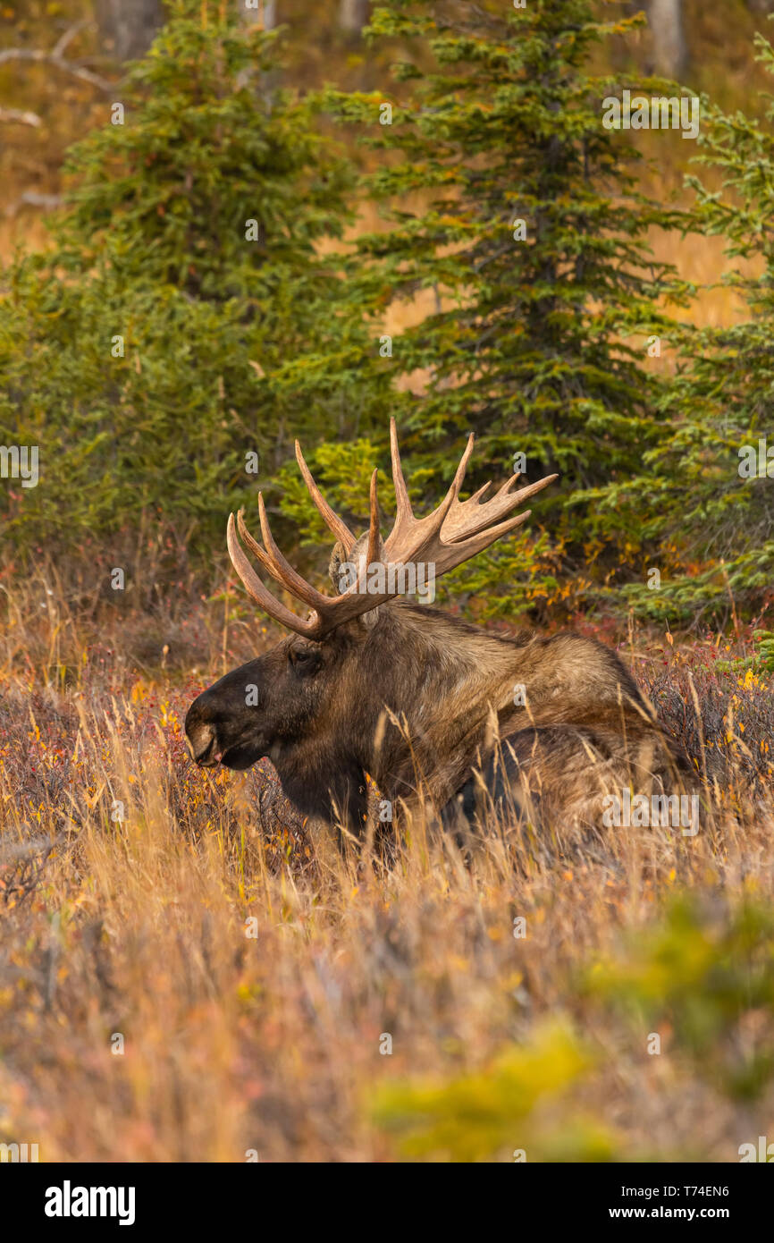 Bull moose (Alces alces) lying down in tundra during autumn in Chugach ...
