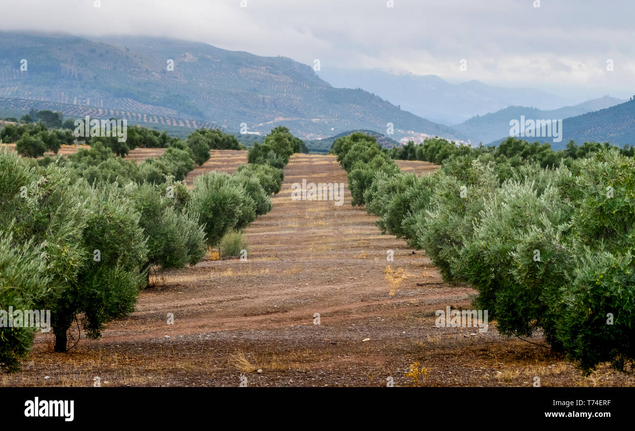 Olive tree farm hi-res stock photography and images - Alamy