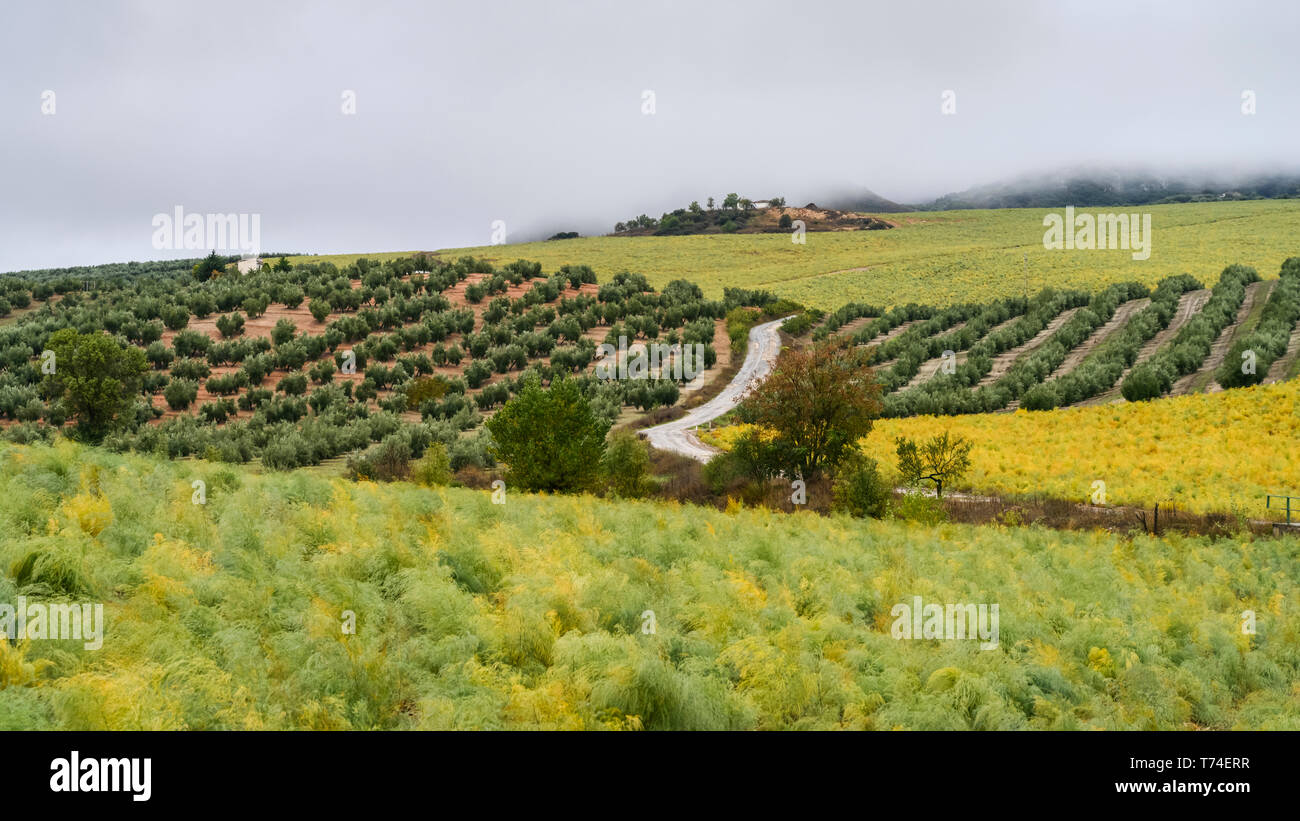 Olive tree farm hi-res stock photography and images - Alamy