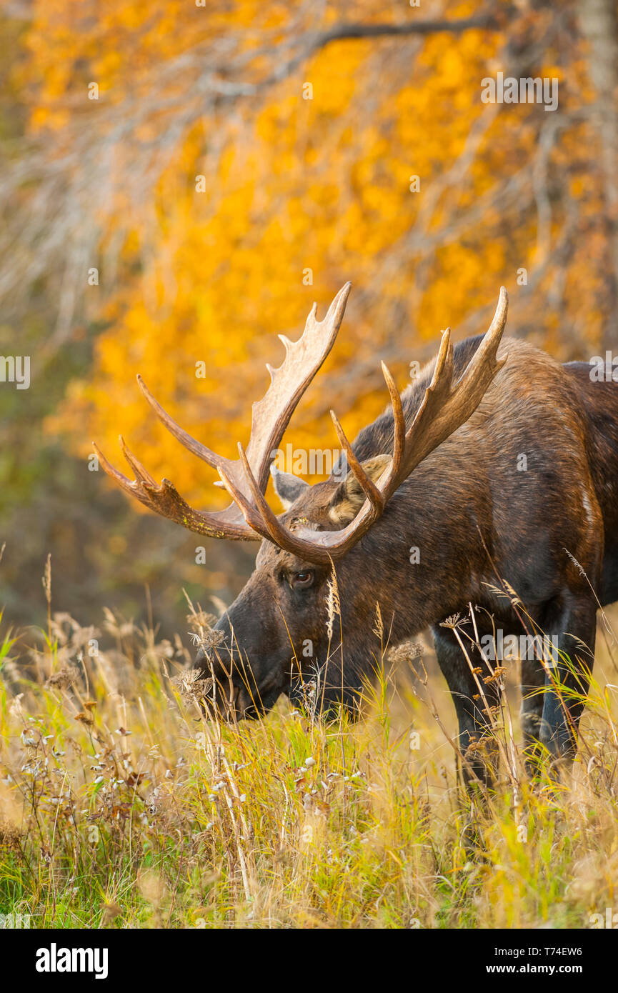 Moose in tall grass hi-res stock photography and images - Alamy