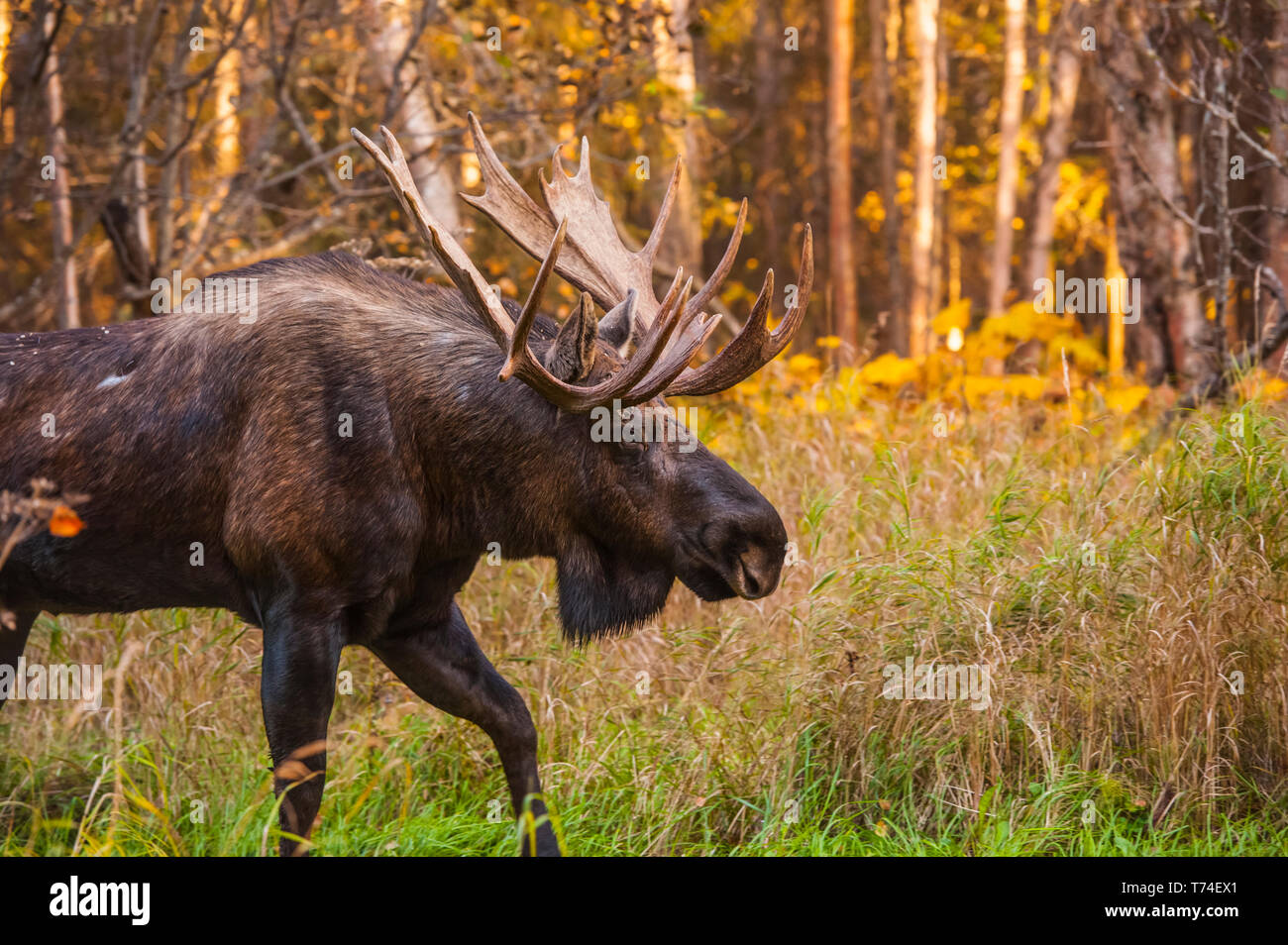 Moose in tall grass hi-res stock photography and images - Alamy