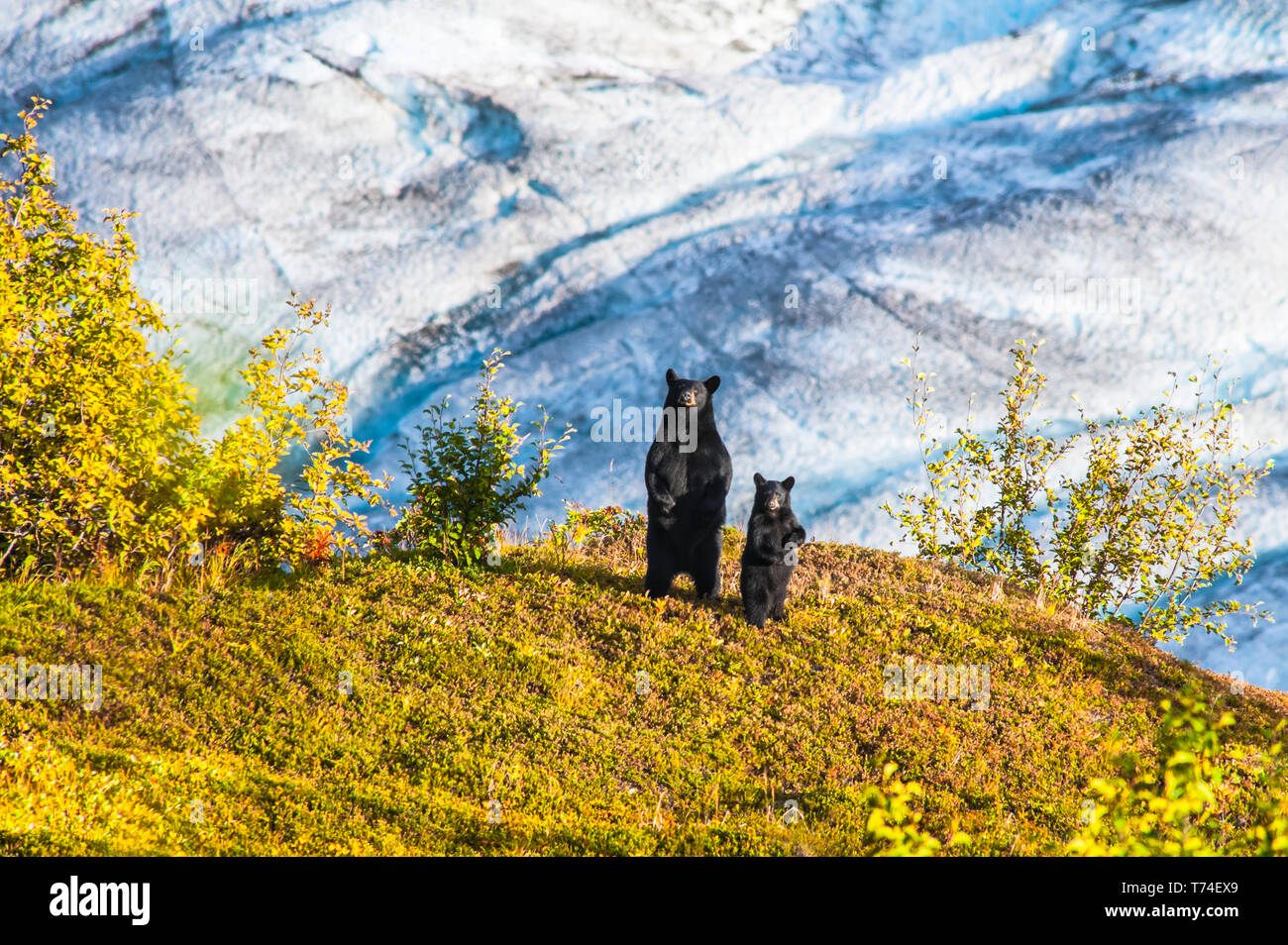 Bear standing on two legs hi-res stock photography and images - Alamy