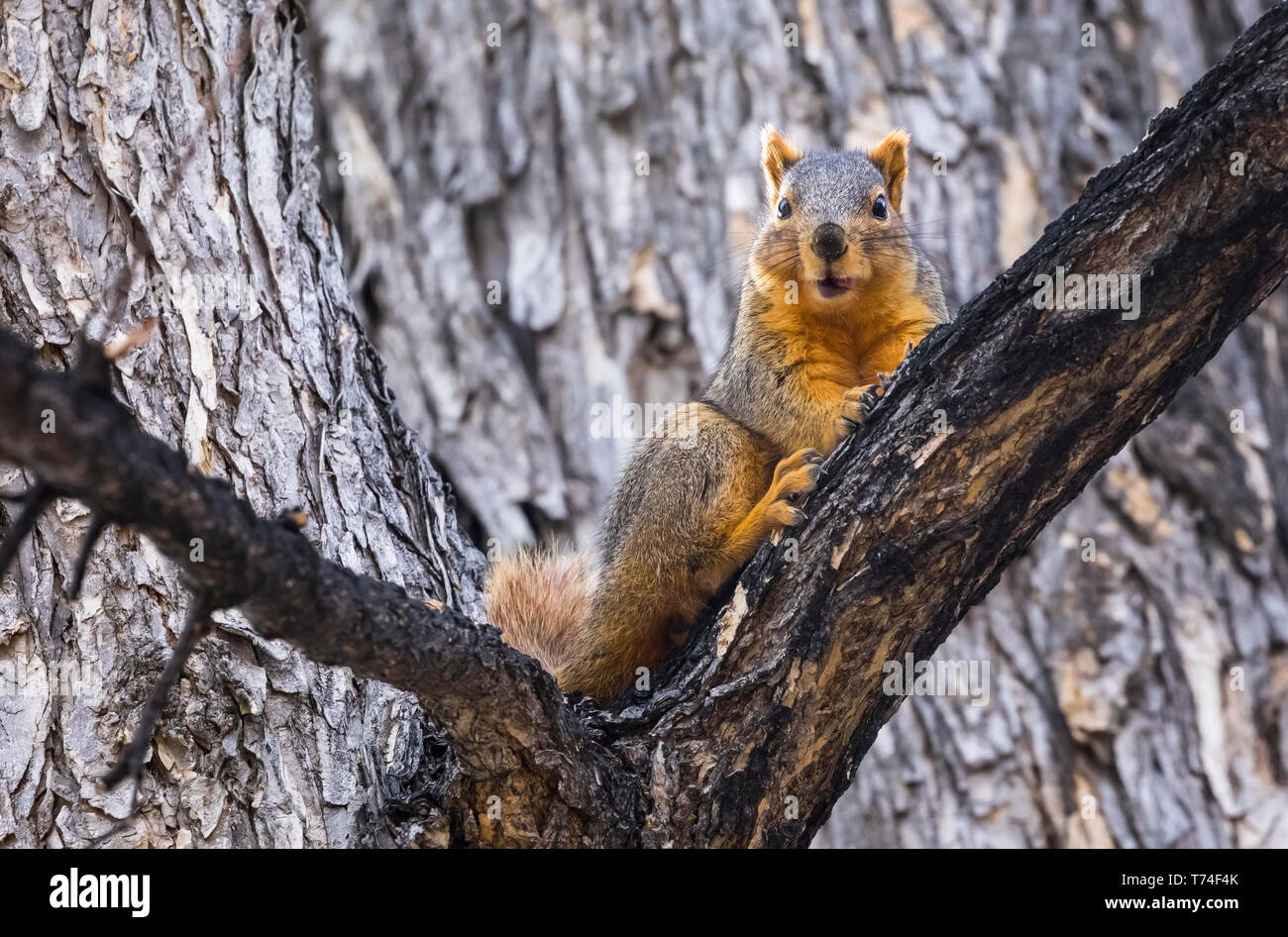 Fox squirrel hi-res stock photography and images - Alamy