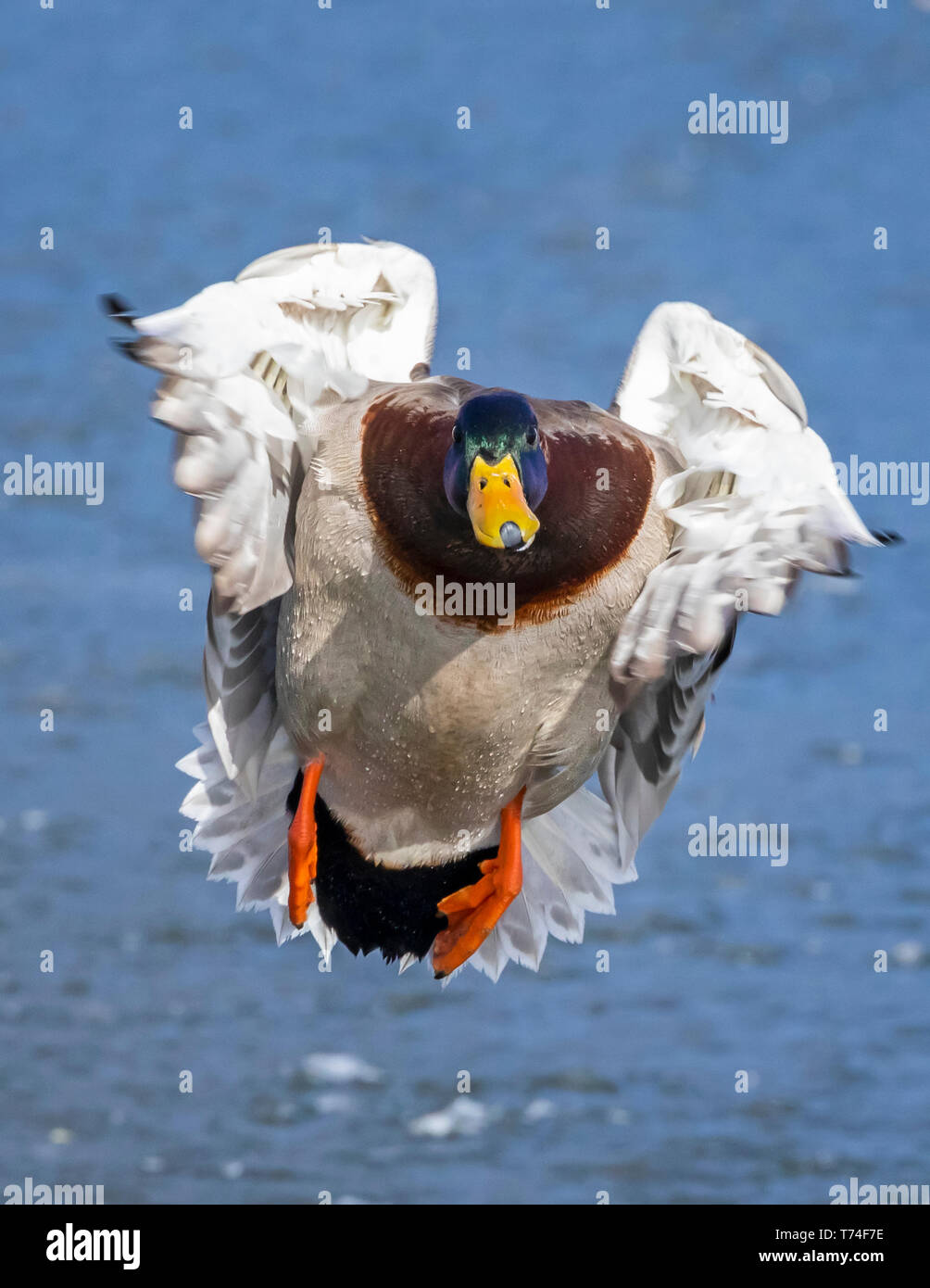 Duck flying over water hi-res stock photography and images - Alamy