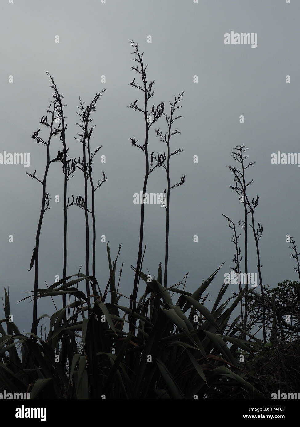New Zealand flax (Phormium tenax) with spent flower stalks Stock Photo ...
