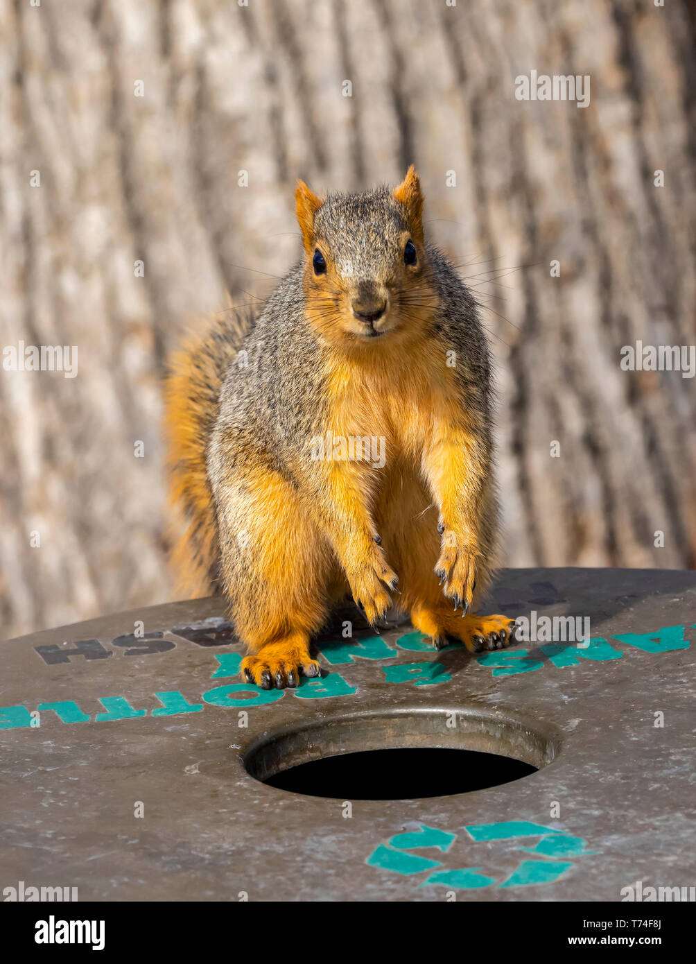 Red fox squirrel (Sciurus niger) standing on a bin for cans and bottles ...