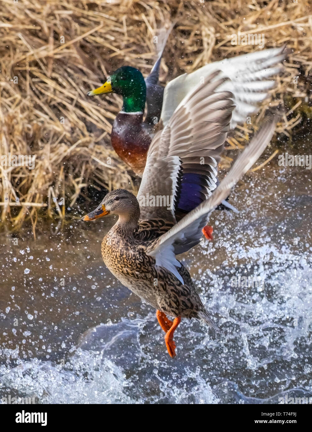 Mallard Ducks Taking Off