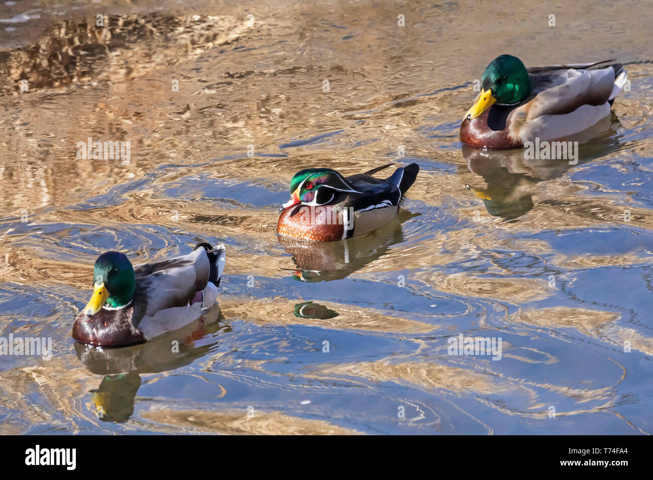 Two male Mallard Ducks (Anas platyrhynchos) and a male Wood Duck (Aix ...