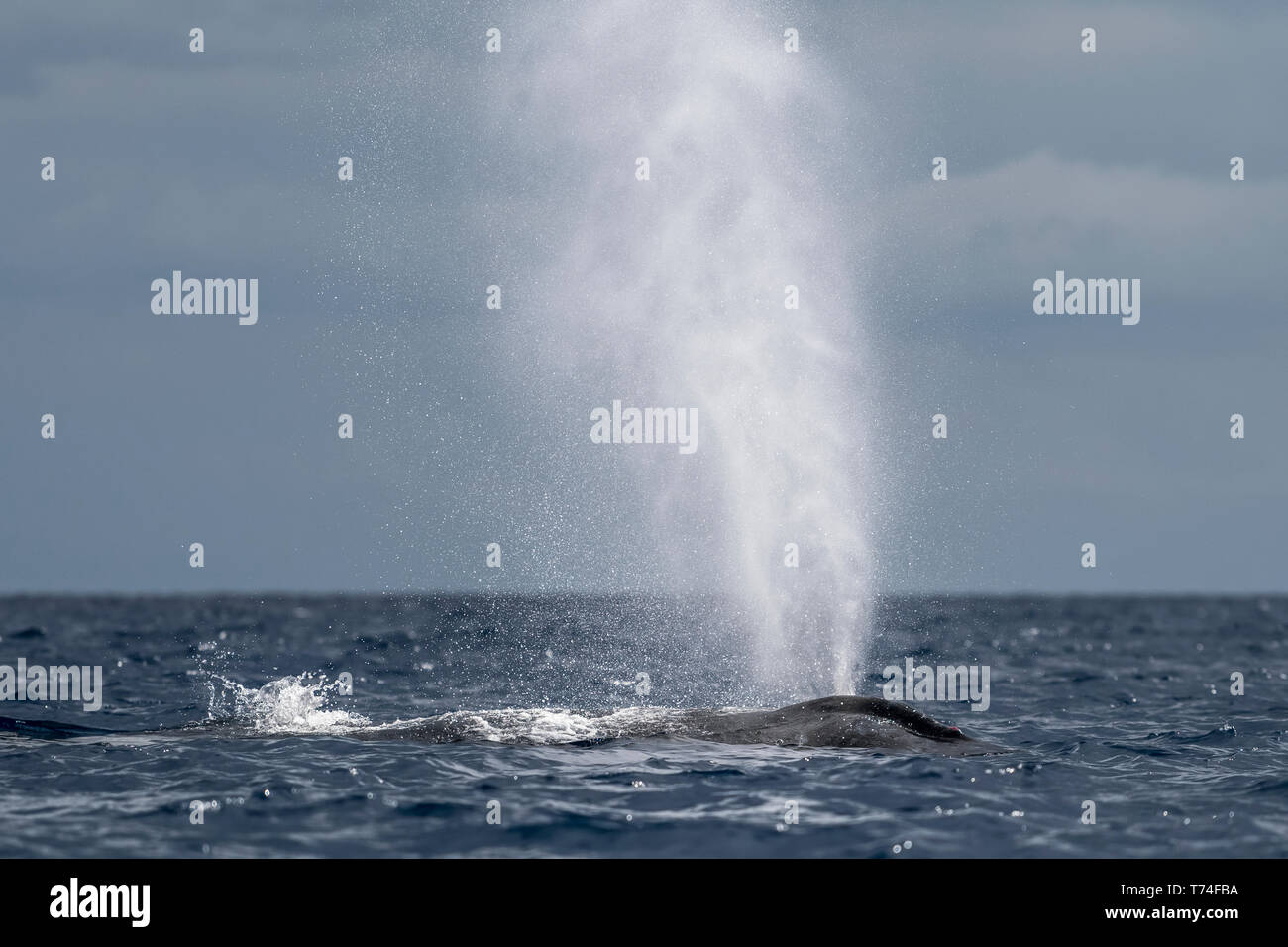 Whale spraying water hi-res stock photography and images - Alamy