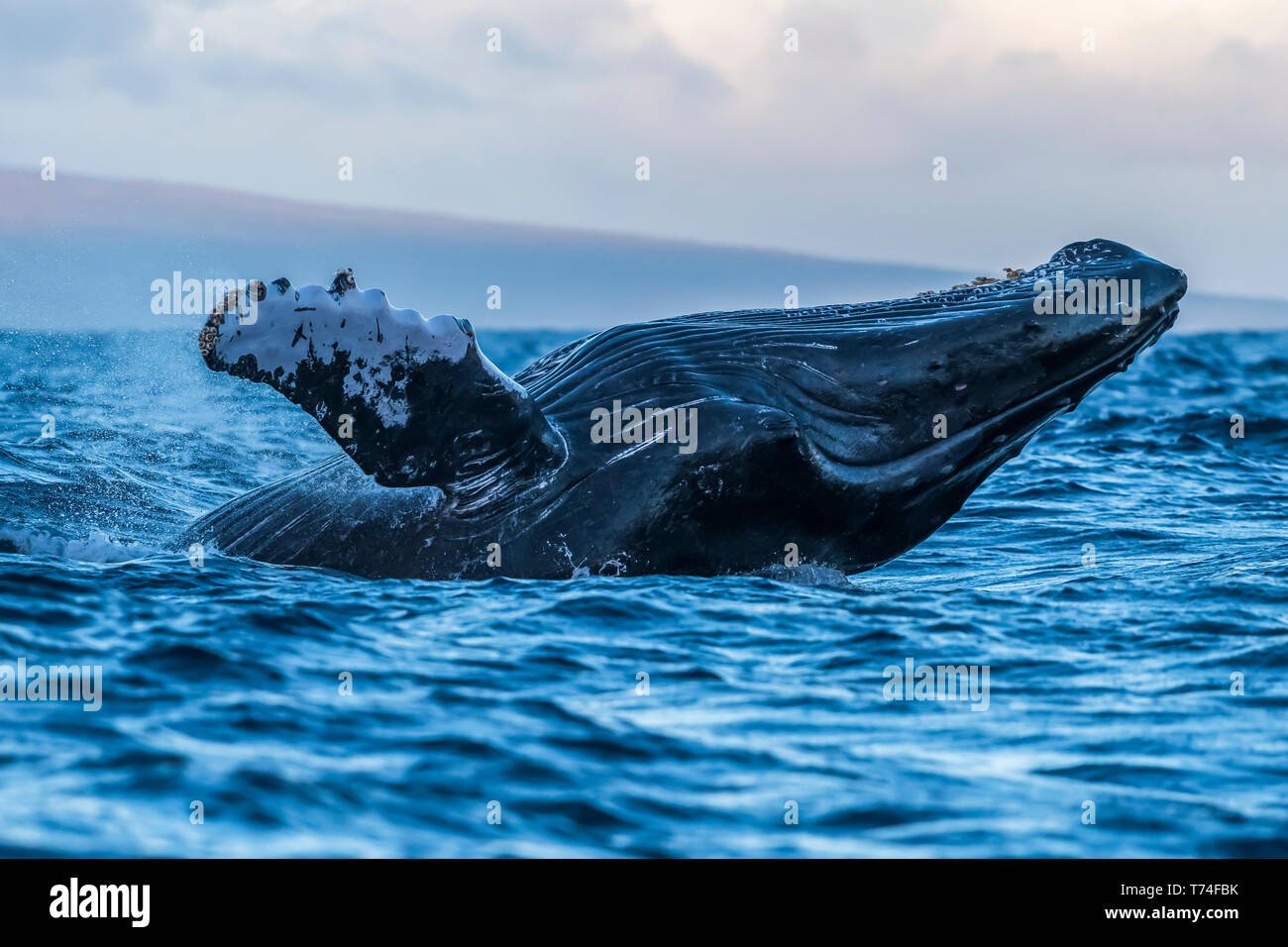 Breaching Humpback Whale High Resolution Stock Photography and Images ...