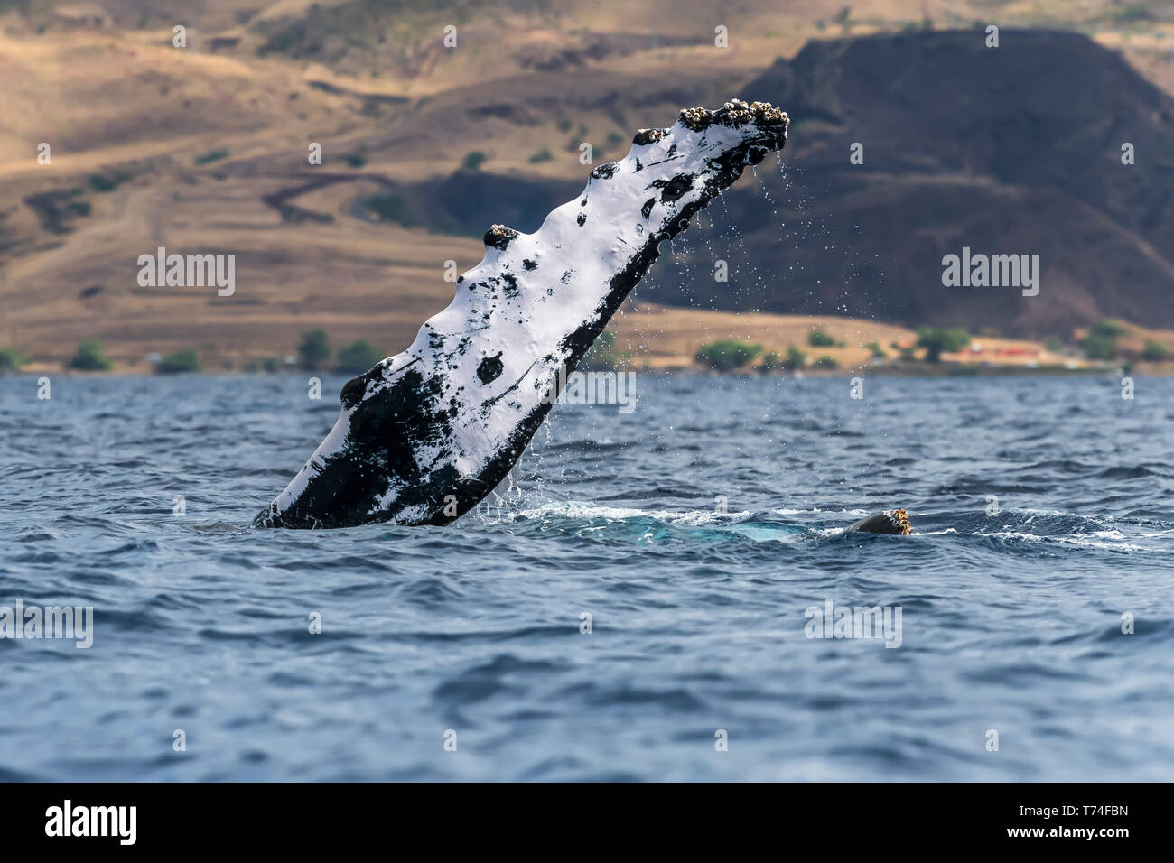 Humpback whale pectoral hi-res stock photography and images - Alamy