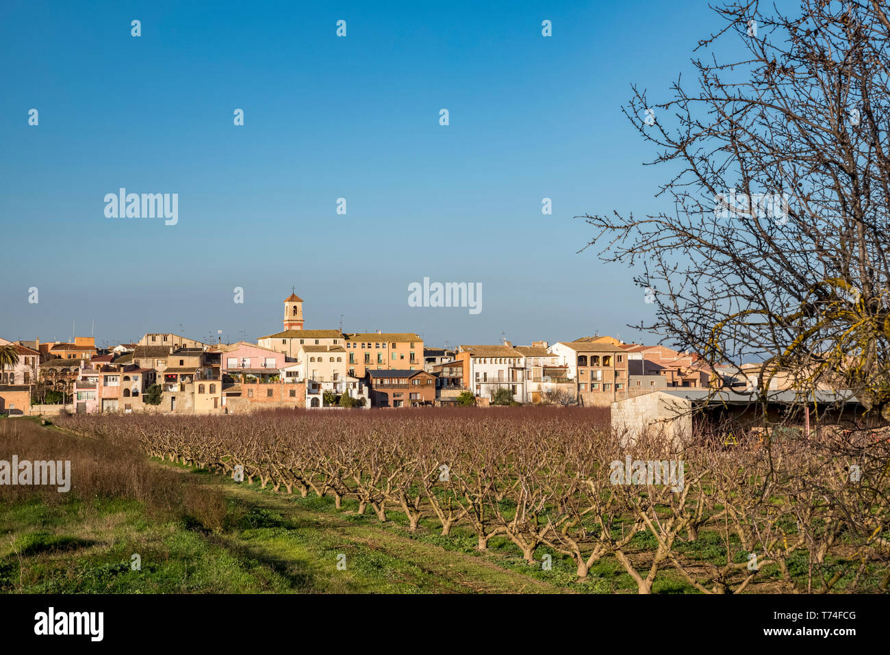 Leafless fruit trees in the foreground with the village of Bennissanet ...