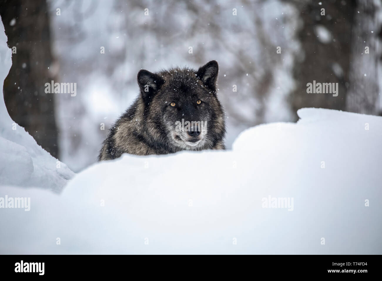 A male Wolf (Canis lupus) rests in the snow and looks at camera, Alaska ...