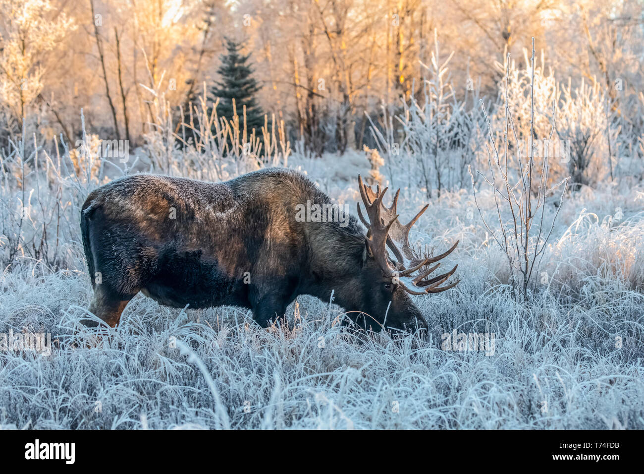 Bull moose foraging on hi-res stock photography and images - Alamy