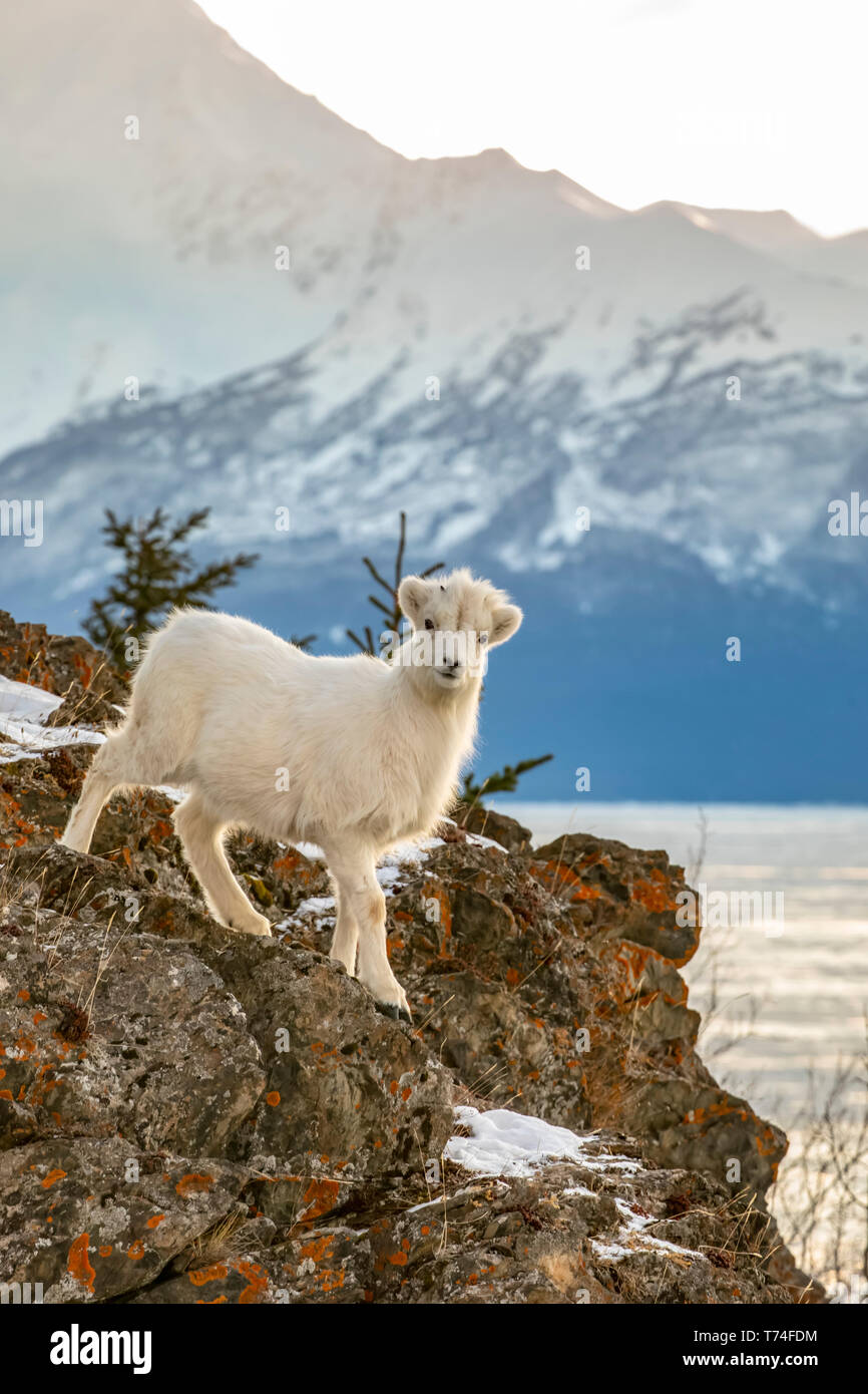 Dall Sheep lamb (Ovis dalli) looks at camera from it's rocky ledge ...