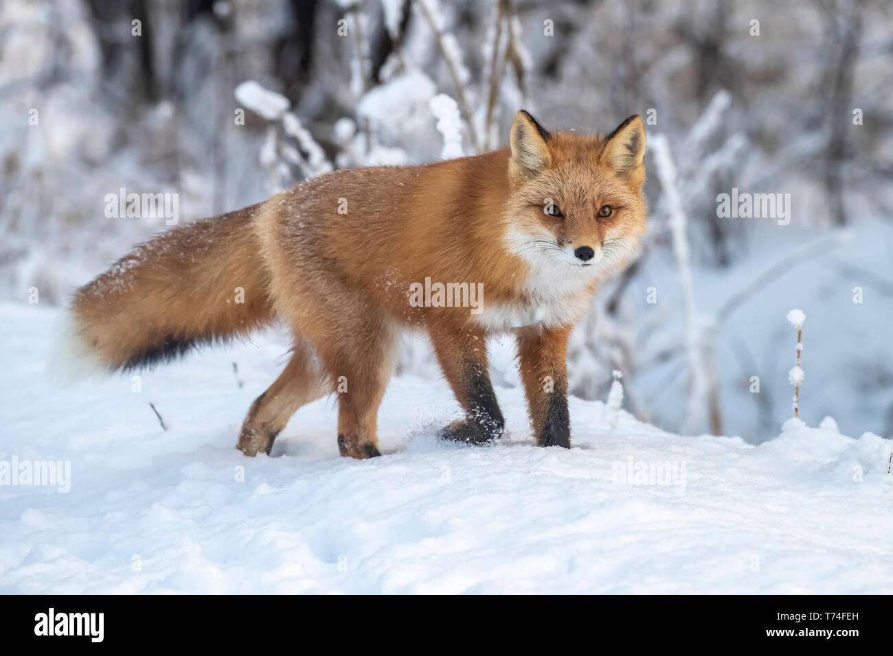 Red fox (Vulpes vulpes) in snow, Campbell Creek area, South-central ...