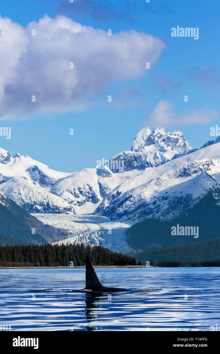 Orca (Orcinus orca), also known as a Killer whale, Inside Passage, Lynn ...