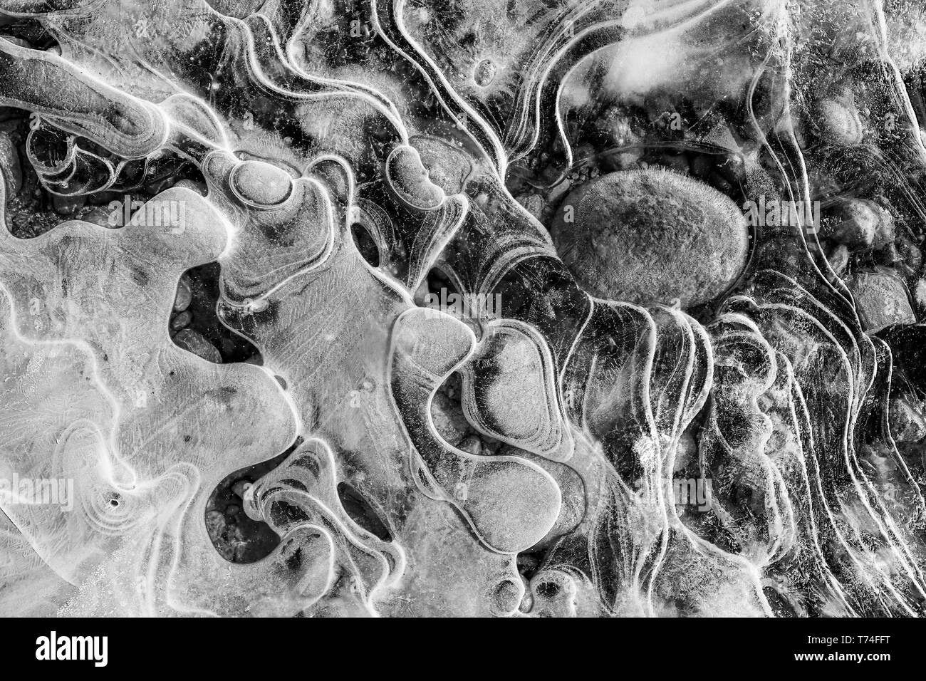 Intricate forms of nature in Black and White Stock Photos & Images - Alamy