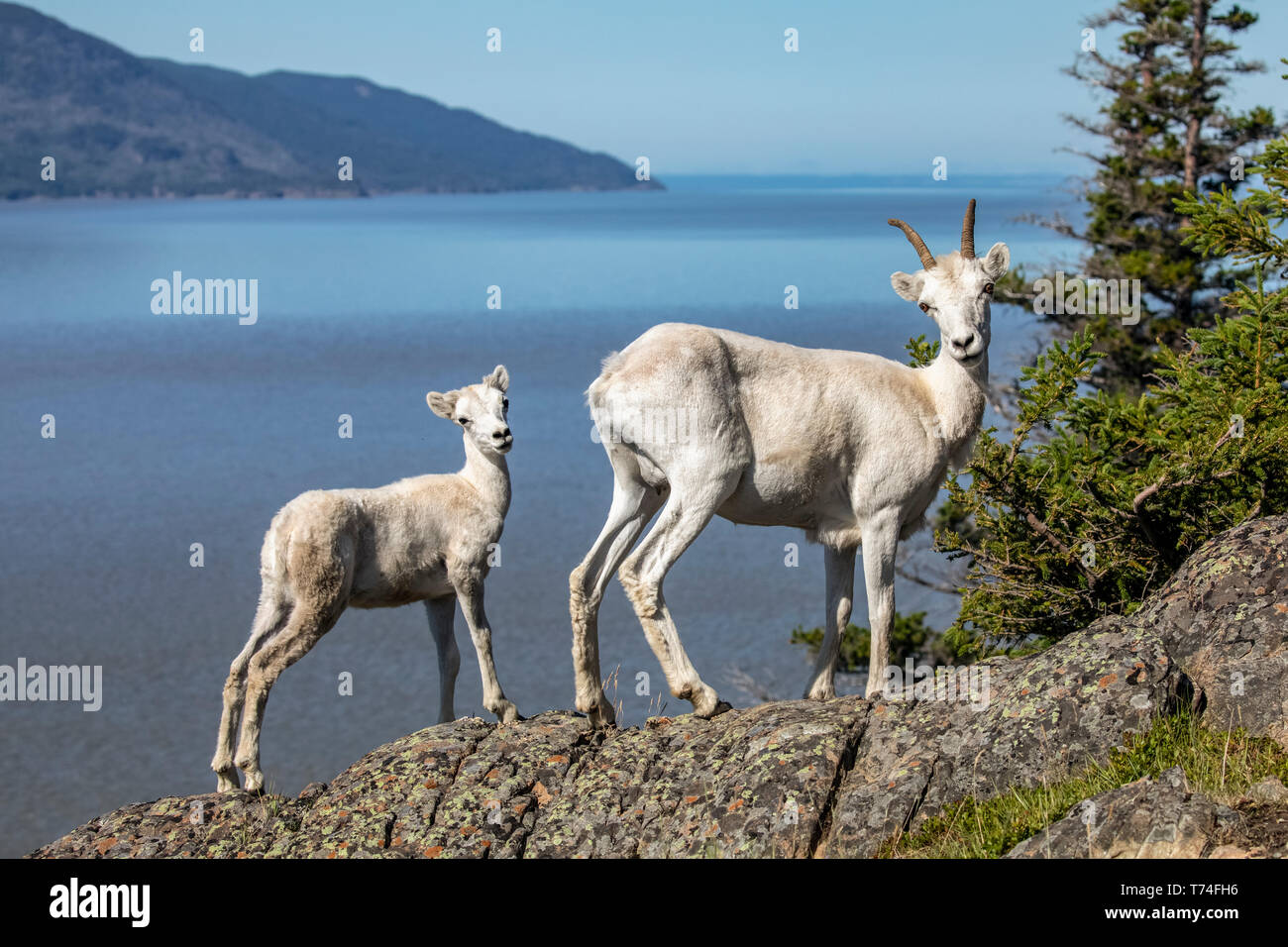 Dall sheep (Ovis dalli) ewe and lamb look at photographer from a rocky ...