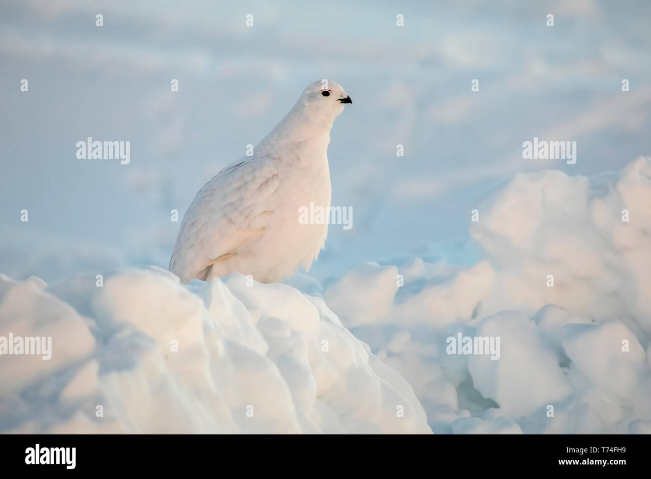 Willow Ptarmigan (Lagopus lagopus) standing in snow and ice with white ...