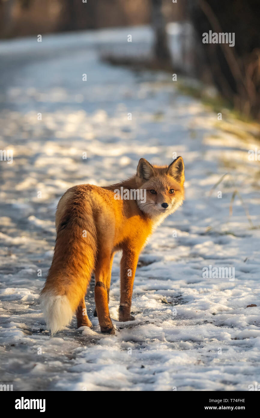 Rear view red fox hi-res stock photography and images - Alamy