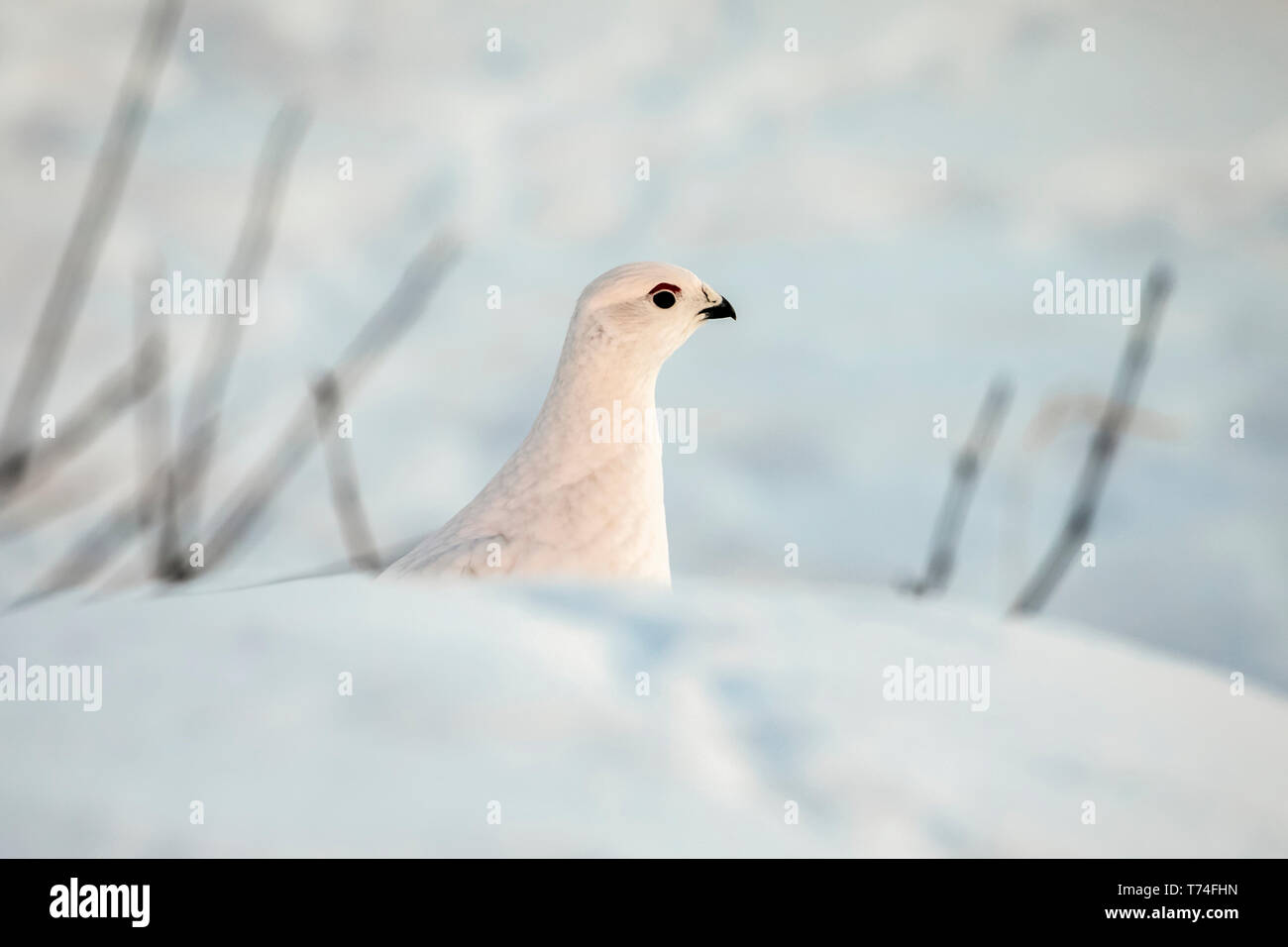 Willow ptarmigan alaska hi-res stock photography and images - Alamy