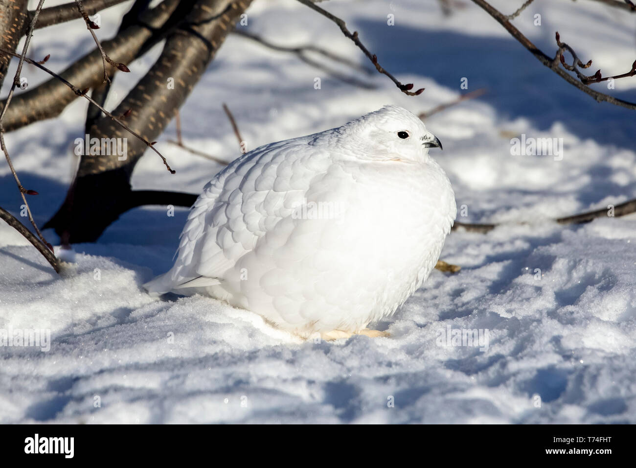 Willow Ptarmigan (Lagopus lagopus) standing in snow under a tree with ...