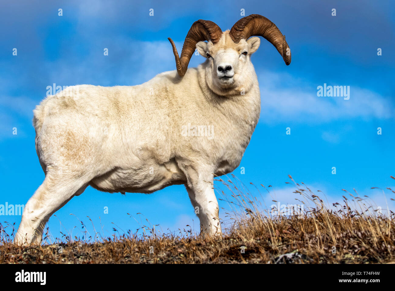 Ram eye hi-res stock photography and images - Alamy