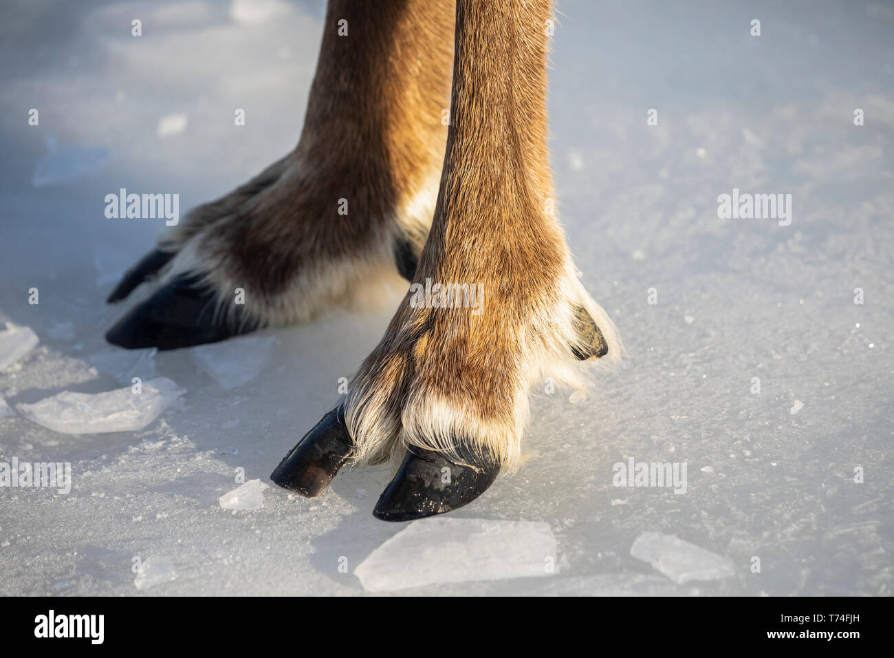 Bull Caribou (Rangifer tarandus) hooves on ice, captive Caribou, Alaska ...