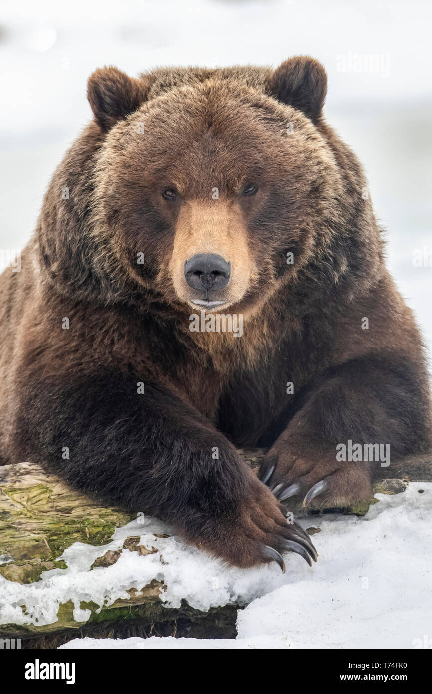 Captive female Grizzly bear (Ursus arctos horribilis), approximately 19 years old, resting in ...
