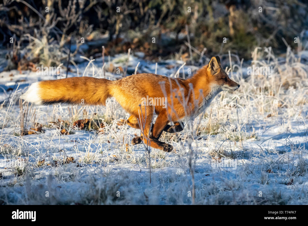 Red fox (Vulpes vulpes) at full run in snow, Campbell Creek area, South ...