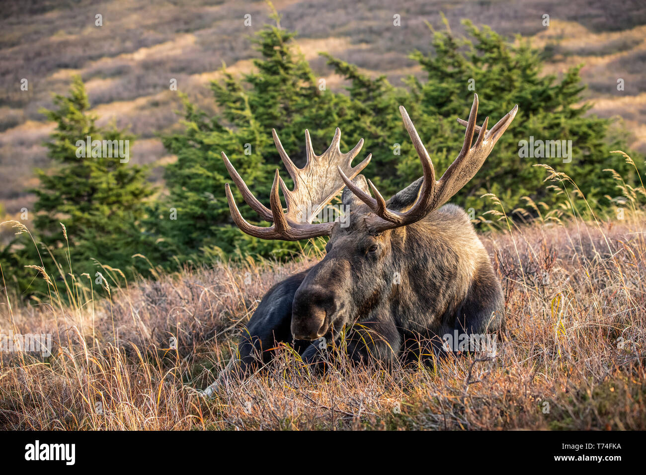 Moose lying down hi-res stock photography and images - Alamy
