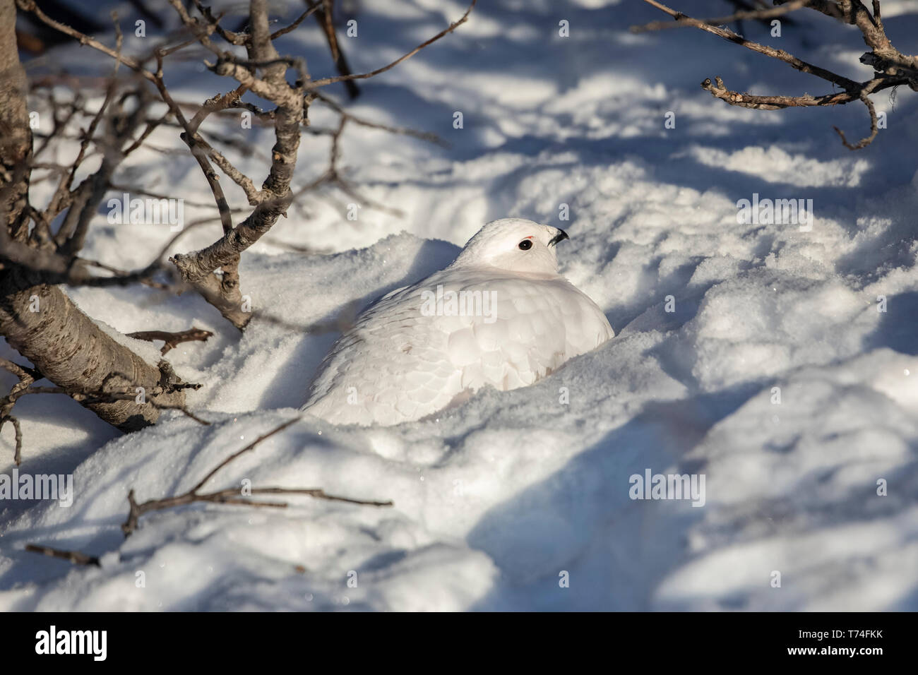 Arctic willow snow hi-res stock photography and images - Alamy