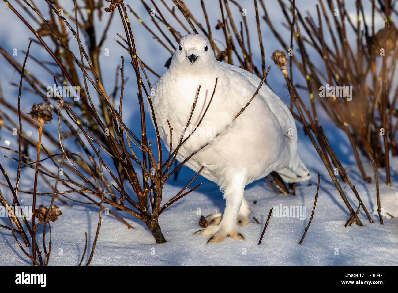 Arctic willow snow hi-res stock photography and images - Alamy