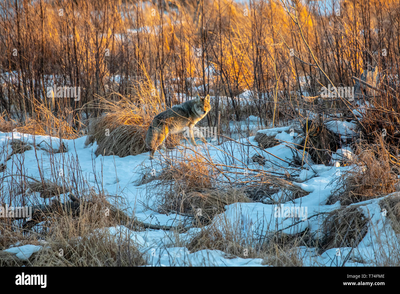 Hunter marsh hi-res stock photography and images - Alamy