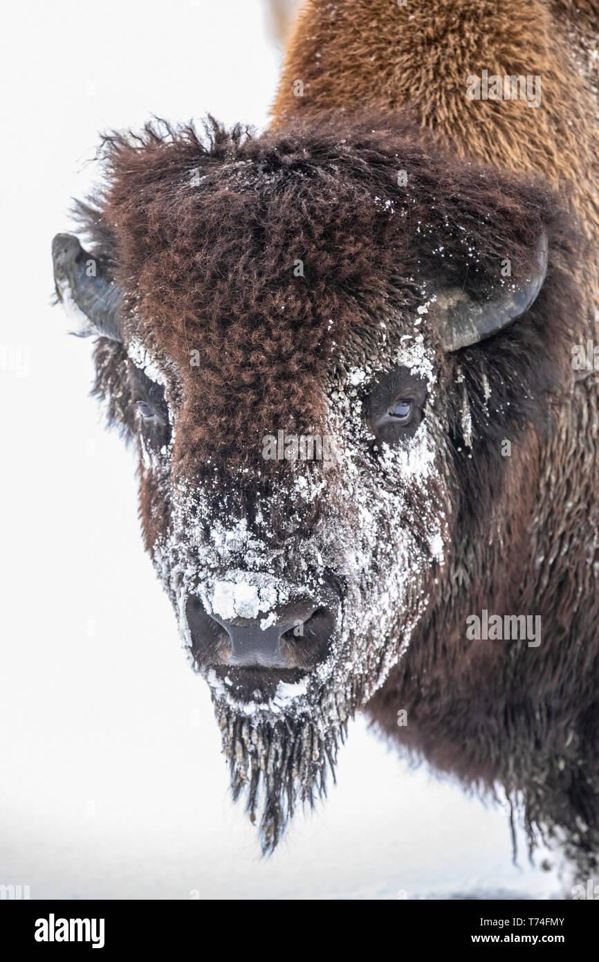 Bison bull head hi-res stock photography and images - Alamy