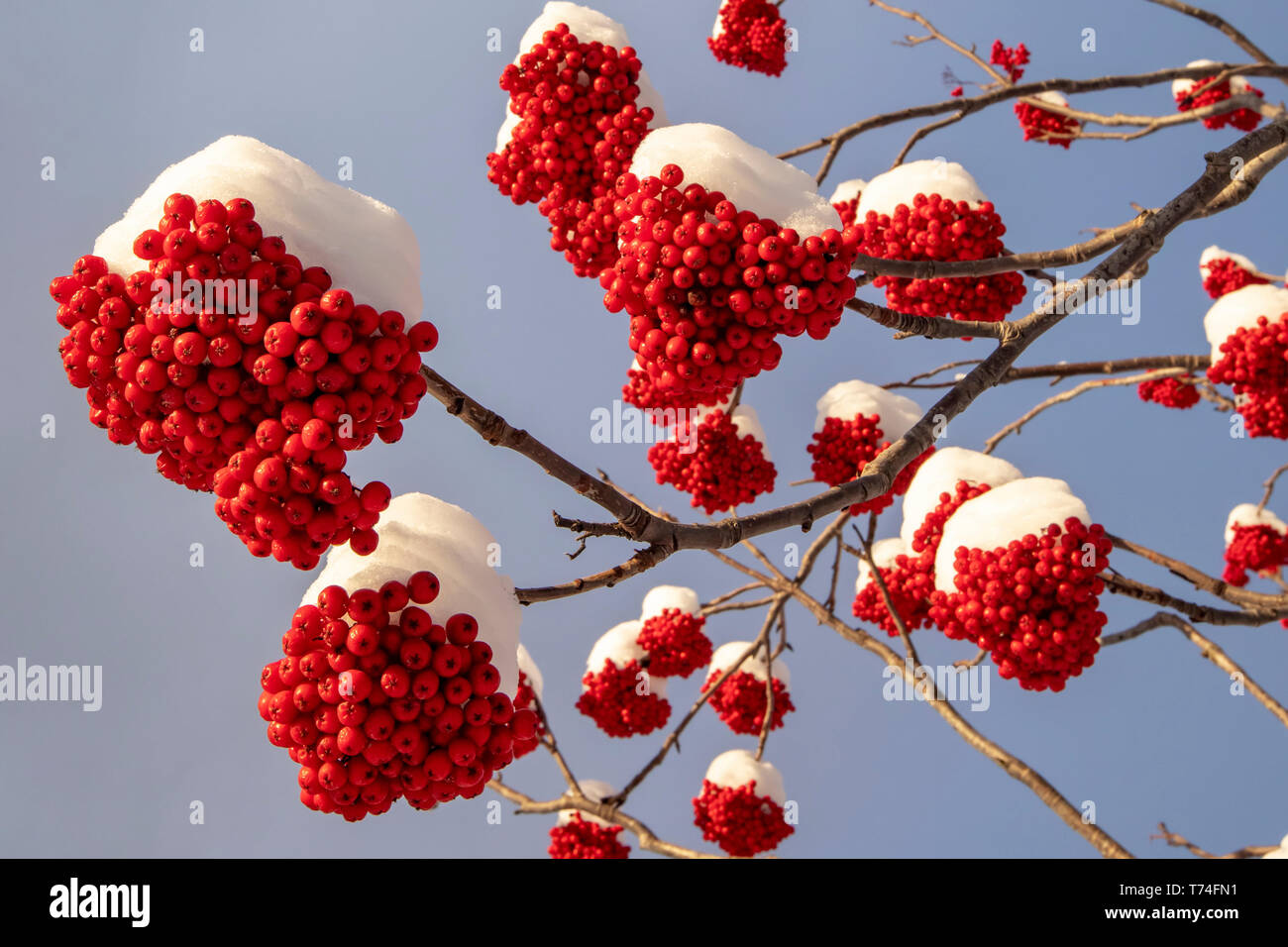 Mountain ash berries with snow on them, South-central Alaska; Alaska ...