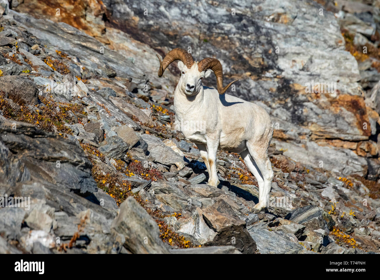 Dall Sheep ram (Ovis dalli) in the high country of Denali National Park ...
