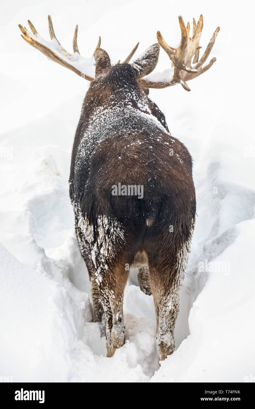 Moose alaska snowy field hi-res stock photography and images - Alamy