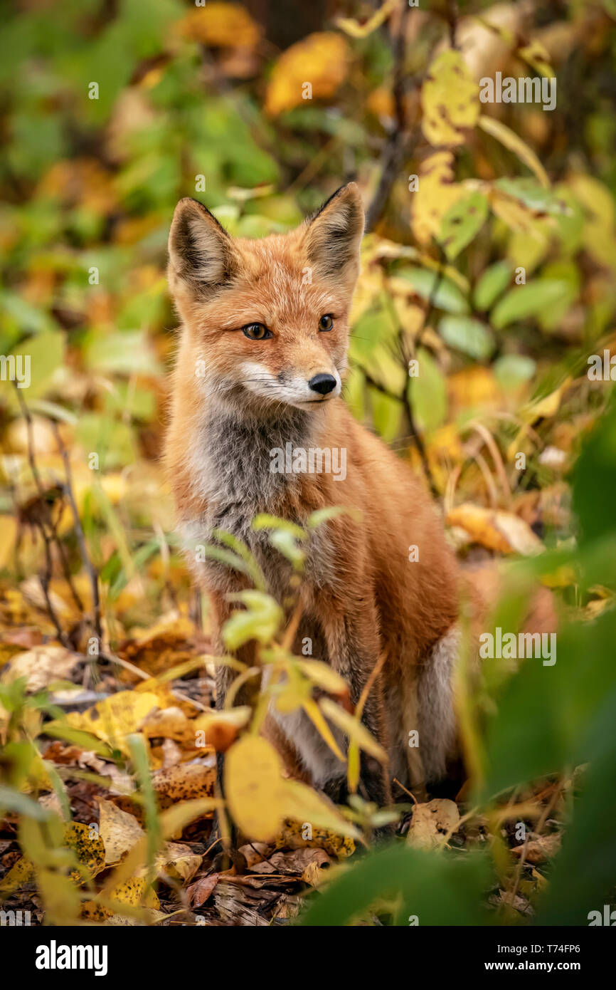 Red fox (Vulpes vulpes) in the Campbell Creek area, South-central ...