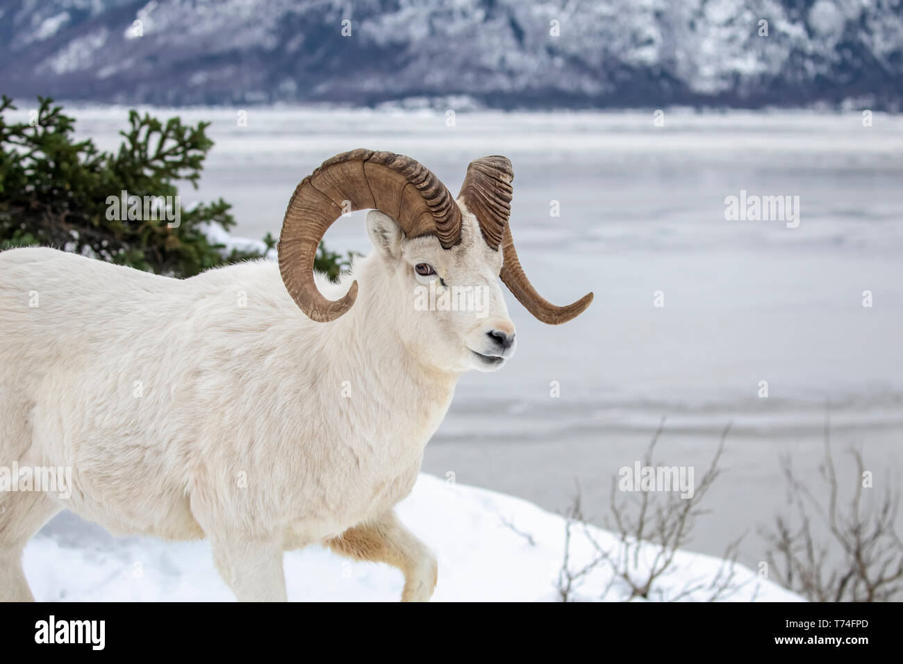Dall sheep (Ovis dalli) ram roams and feeds in the Windy Point area ...